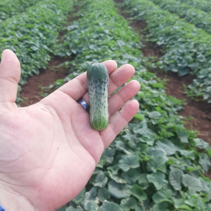 Fresh Cucumber Supplier and Producer | Canam Fresh