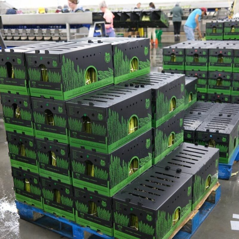 Fresh Asparagus Supplier and Producer | Canam Fresh
