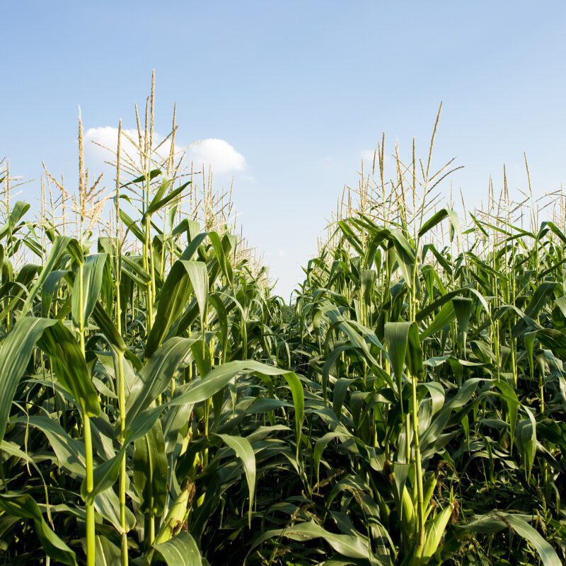 Fresh Corn Supplier and Producer | Canam Fresh
