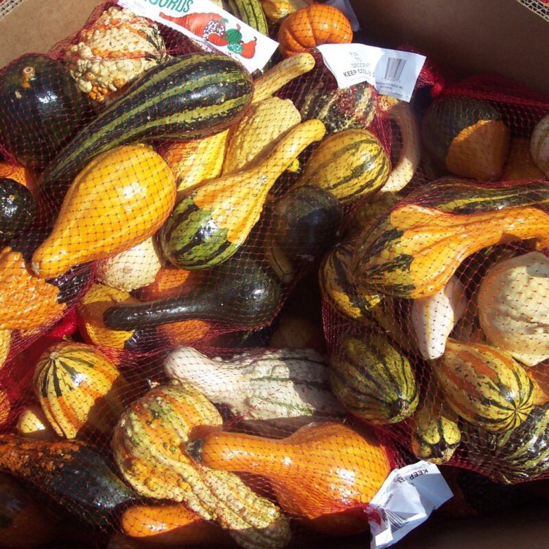 Fresh Gourd Supplier and Producer | Canam Fresh