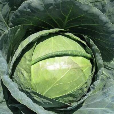 Fresh Cabbage Supplier and Producer | Canam Fresh