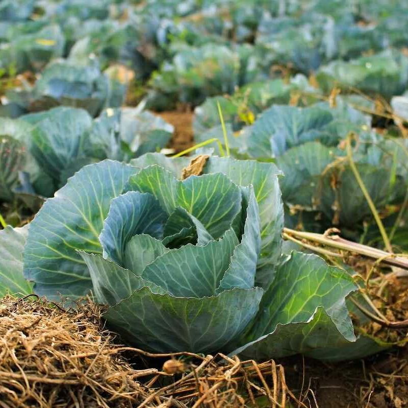 Fresh Cabbage Supplier and Producer | Canam Fresh