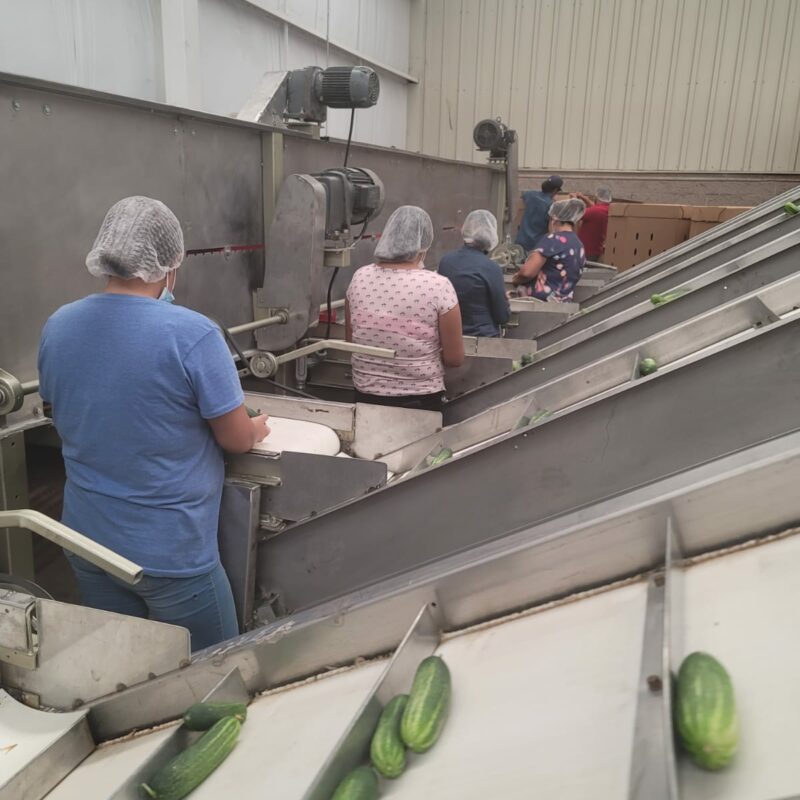 Fresh Cucumber Supplier and Producer | Canam Fresh