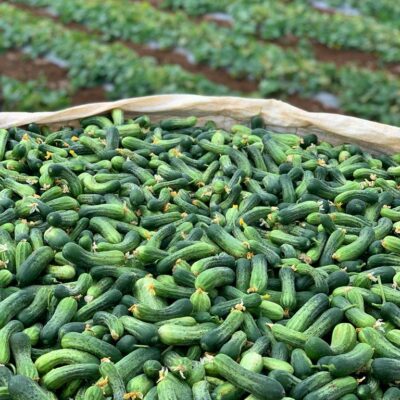 Fresh Cucumber Supplier and Producer | Canam Fresh