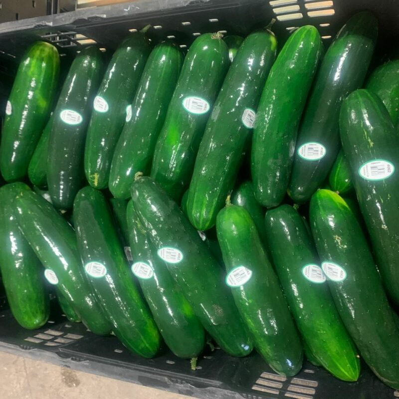 Fresh Cucumber Supplier and Producer | Canam Fresh
