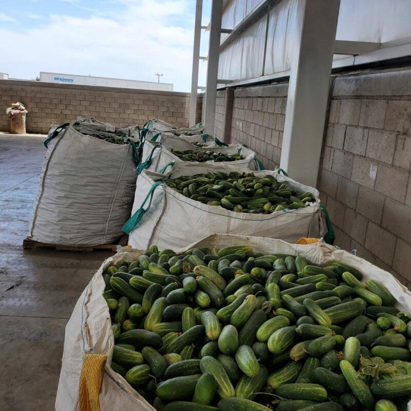 Fresh Cucumber Supplier and Producer | Canam Fresh