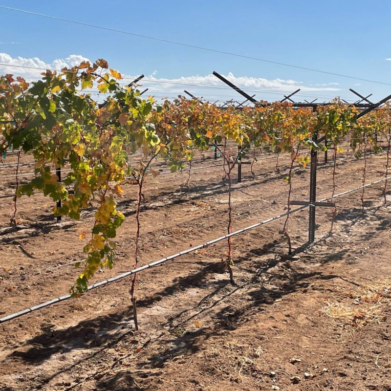 Fresh Grapes Supplier and Producer | Canam Fresh