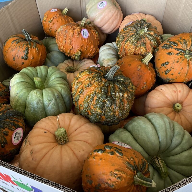 Fresh Pumpkin Supplier and Producer | Canam Fresh