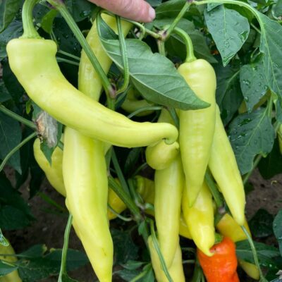 Fresh Pepper Supplier and Producer | Canam Fresh