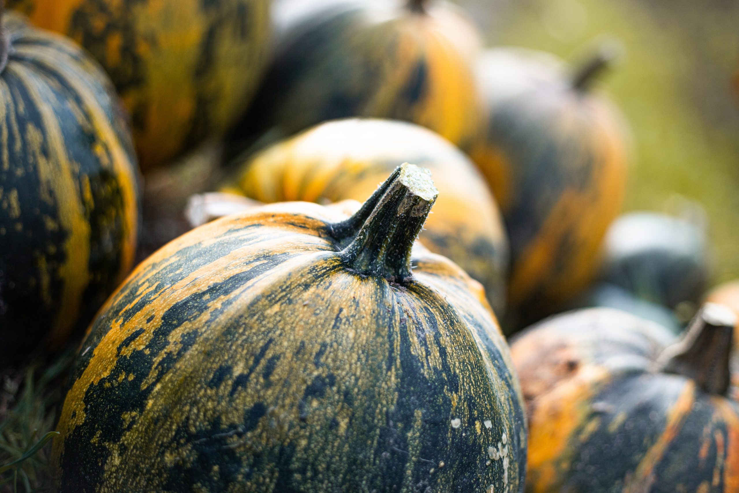 Fresh Gourd Supplier and Producer | Canam Fresh