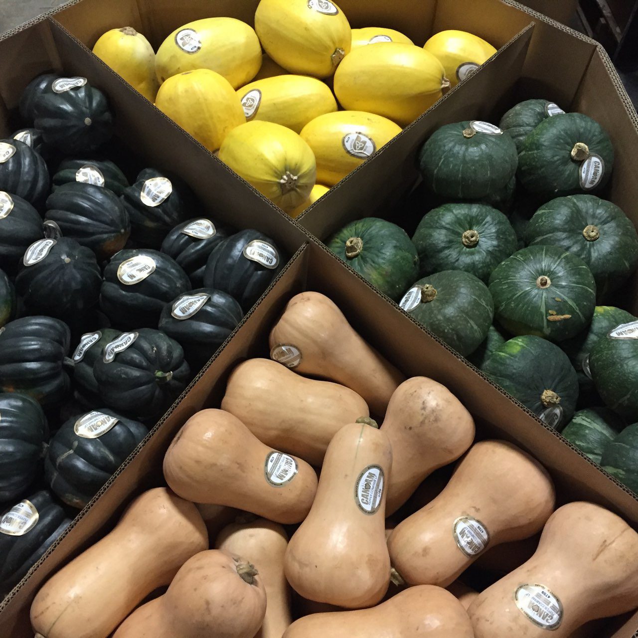 Fresh Squash Supplier and Producer | Canam Fresh