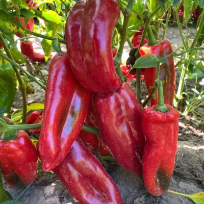 Fresh Pepper Supplier and Producer | Canam Fresh