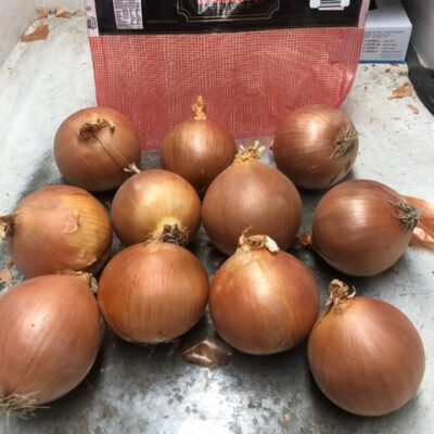 Fresh Onion Supplier and Producer | Canam Fresh